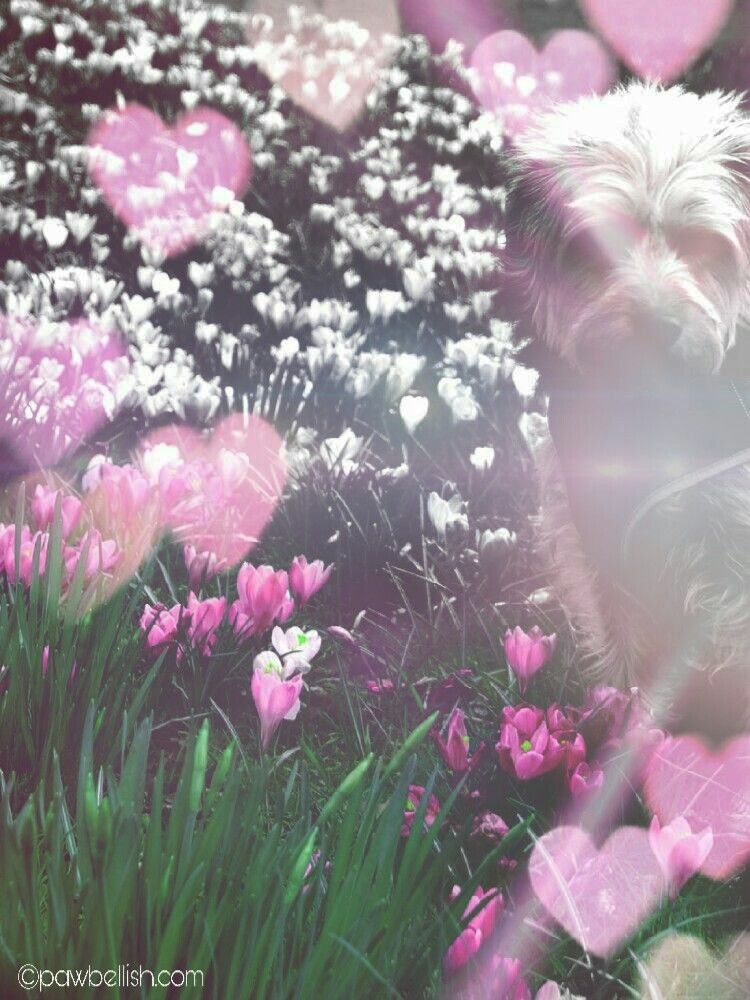 Best Dog Names Inspired By Spring | Pawbellish