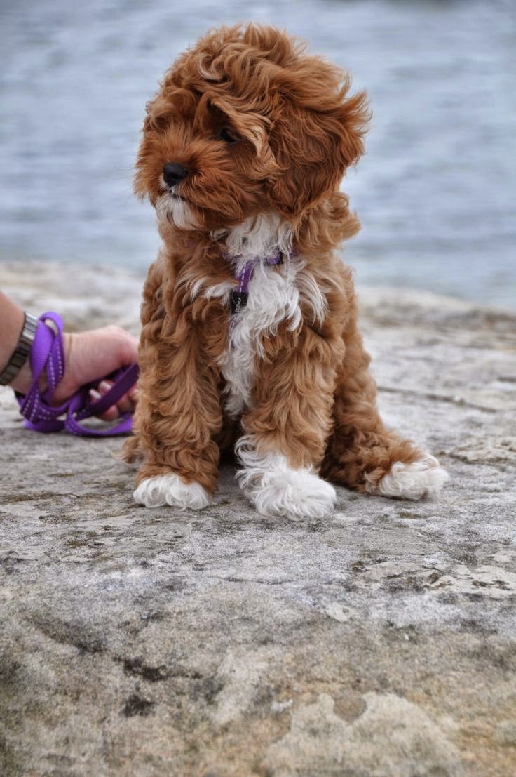 most unique dog: Top 3 Beautiful Cute Cavapoo Puppies