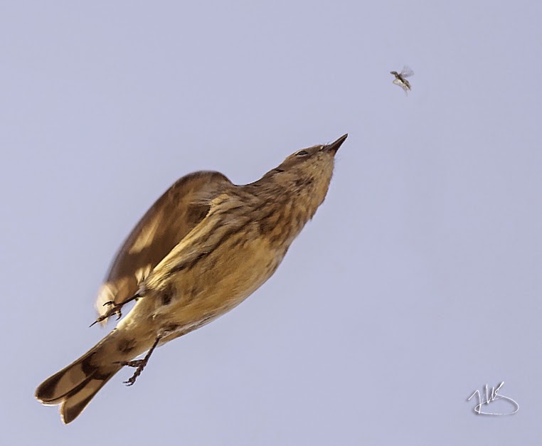 Shoreline Area News: For the Birds: Why Birds Can Fly