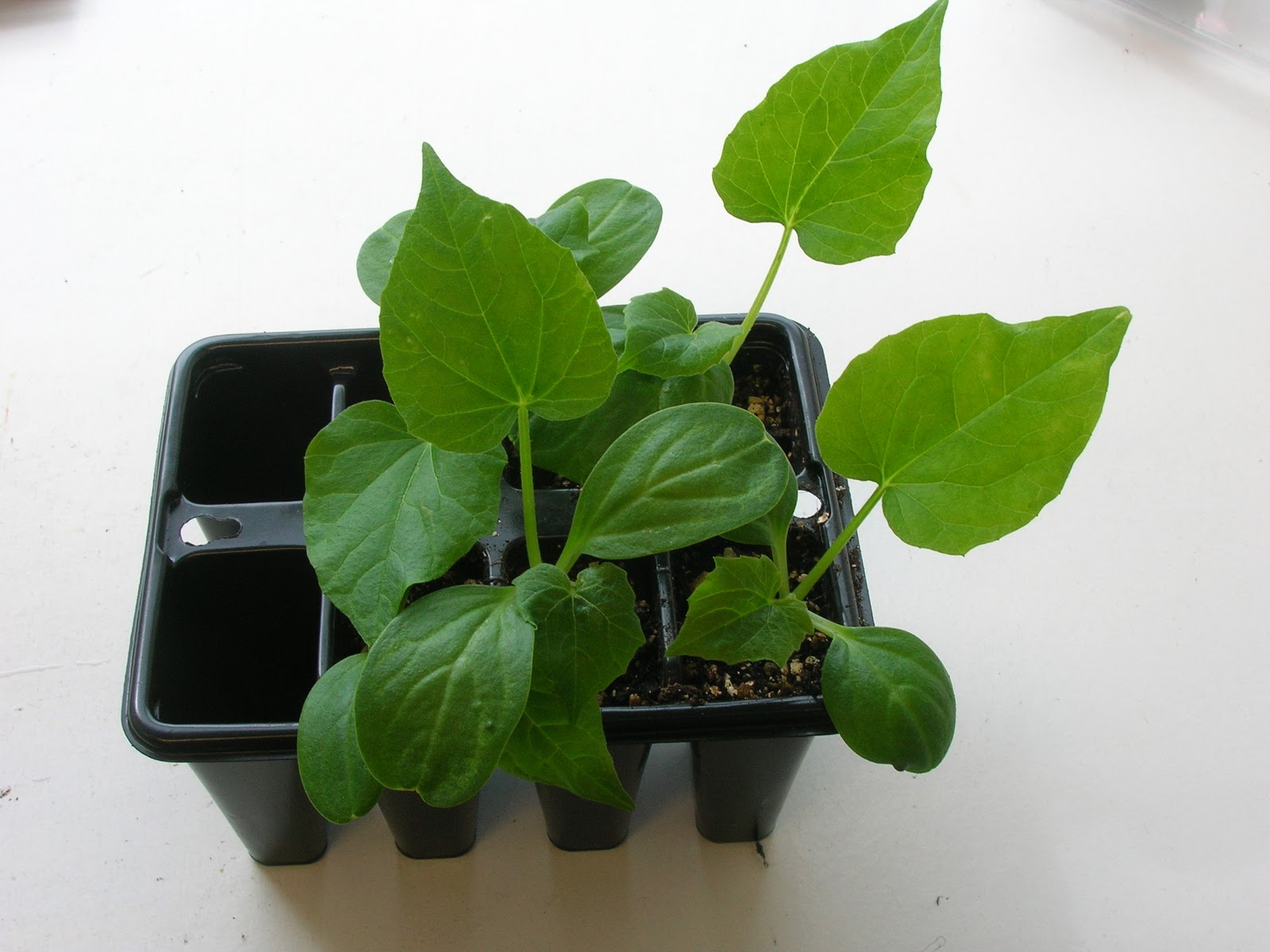 Anchote: Out of Africa