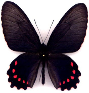 De olho na Mata Atlântica