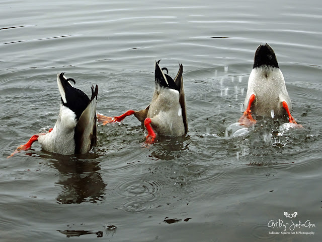 Dunkin' Ducks A Different Perspective 5 Photos + Video - ArtByJudieAnn