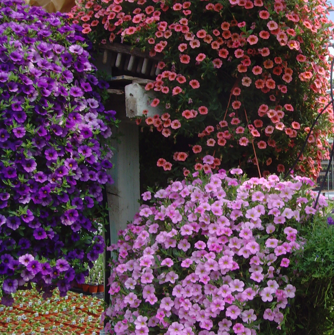 STEVEN SMITH LANDSCAPE, INC.: Spring color baskets
