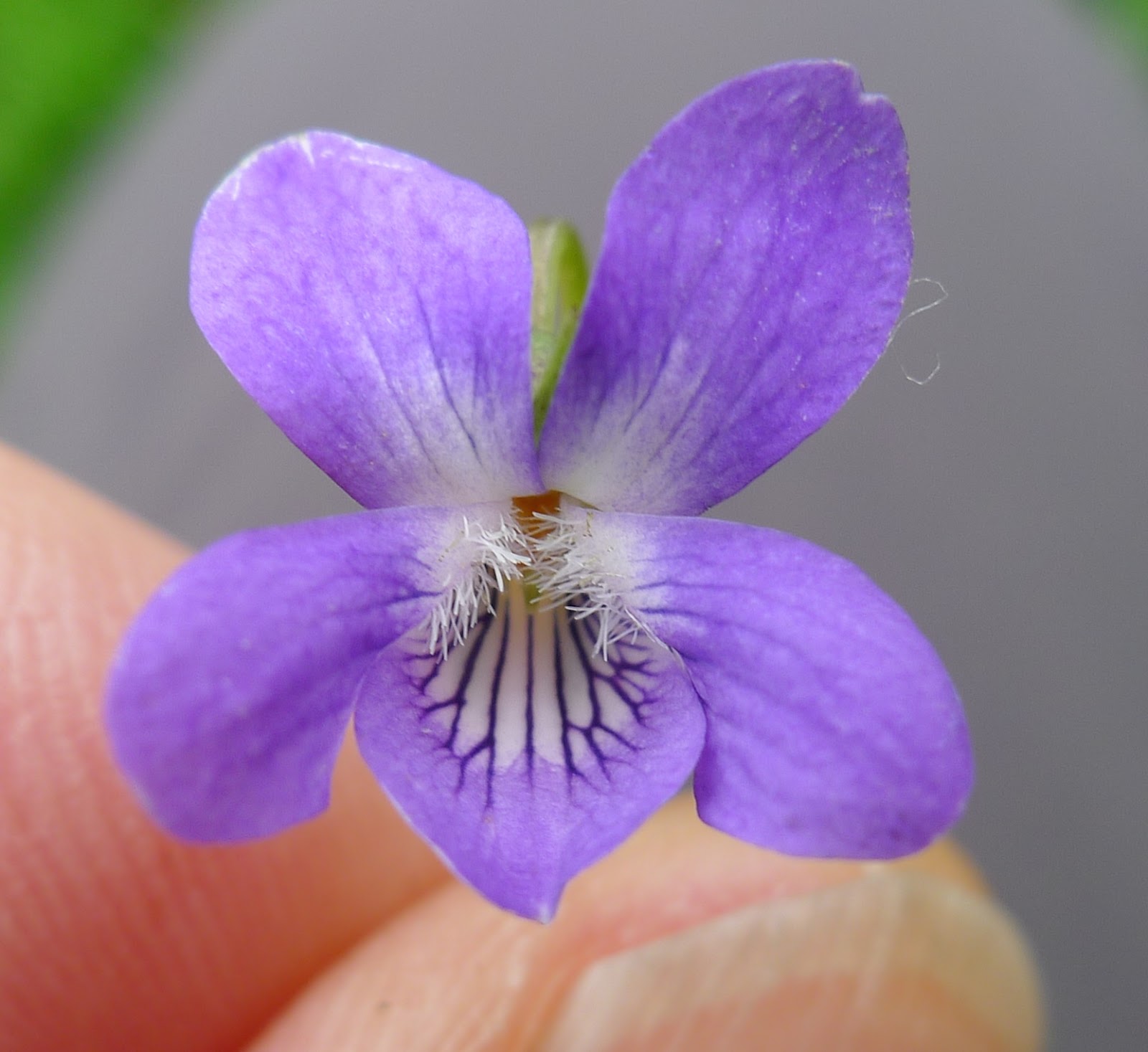 Violets and others: Heath Dog Violet at Lough Allua, West Cork.