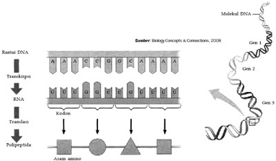 Sintesis Protein Ekspresi Gen Tahap Transkripsi Dan Translasi ...