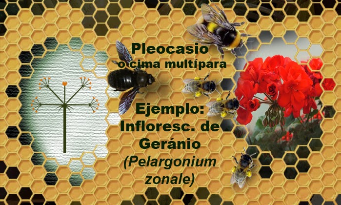 Guía del Plantabosques: INFLORESCENCIAS