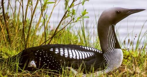 Black-throated loon images | Birds of India | Bird World
