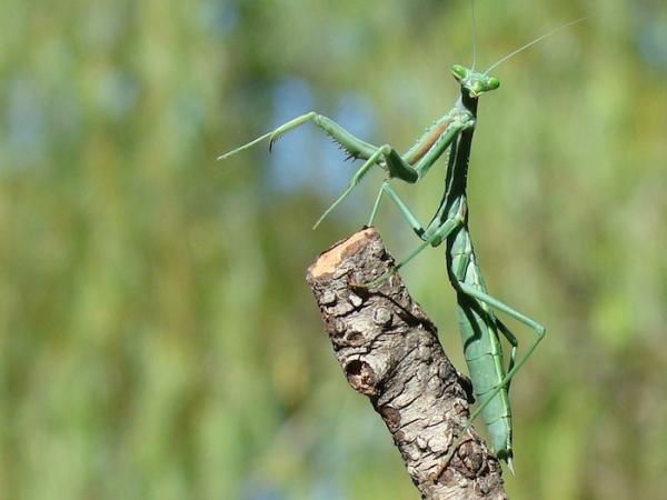 naturalacts: Facts about the Praying Mantis