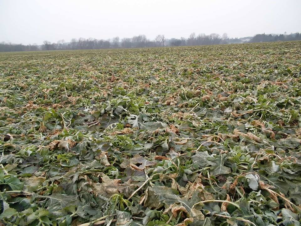 Seemorerocks: Extreme cold results in severe agricultural damage across ...