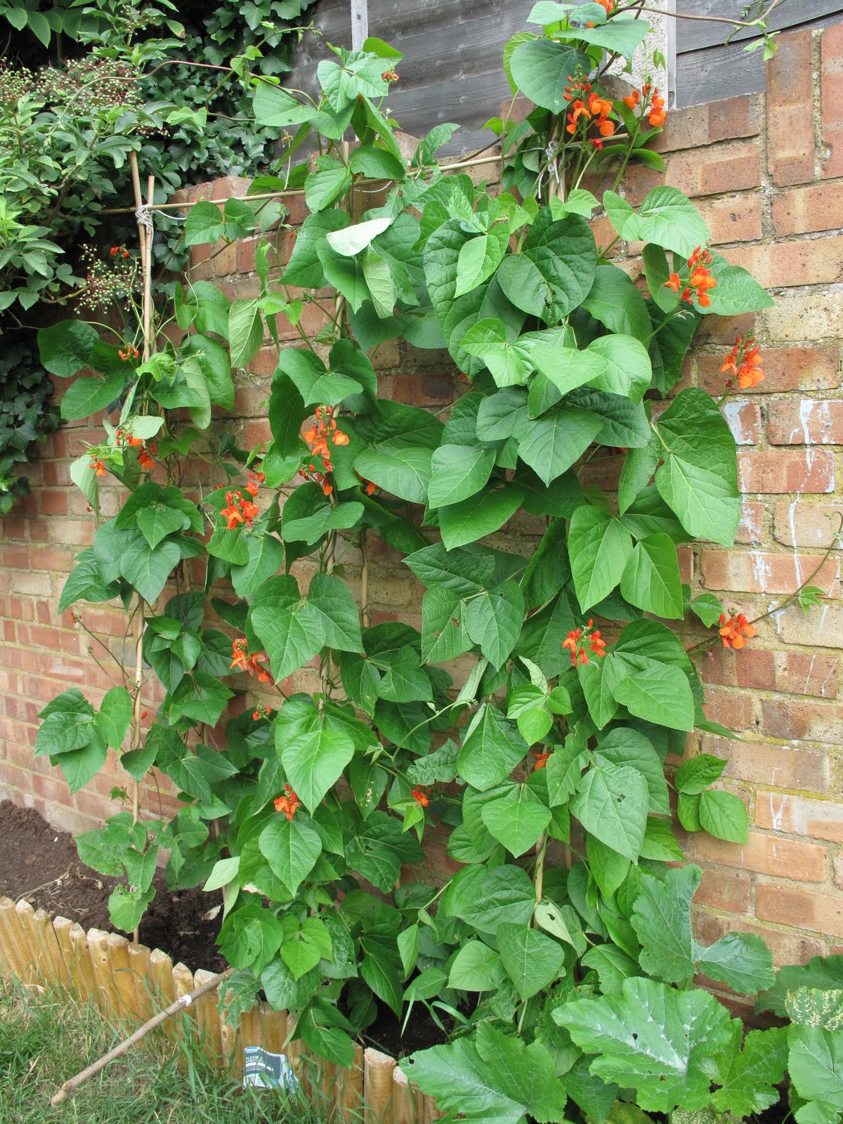 THE LEARNING ARK - Elementary Montessori : Little-N's beanstalks