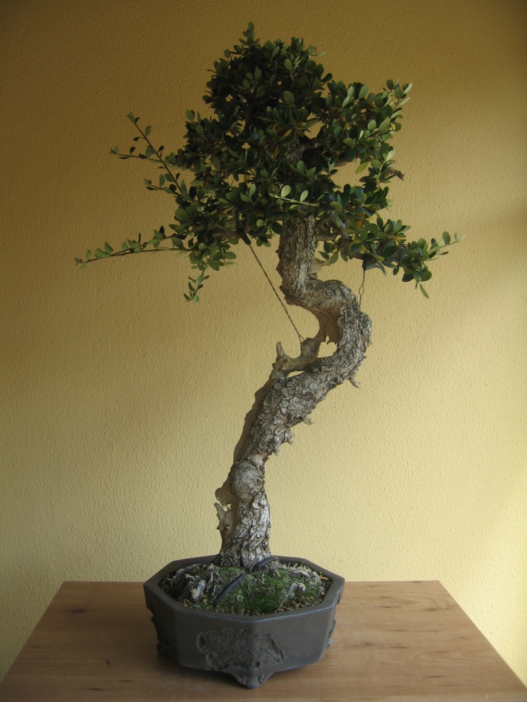 TOMEU MARTORELL... BONSAI: ULLASTRE BUNJIN