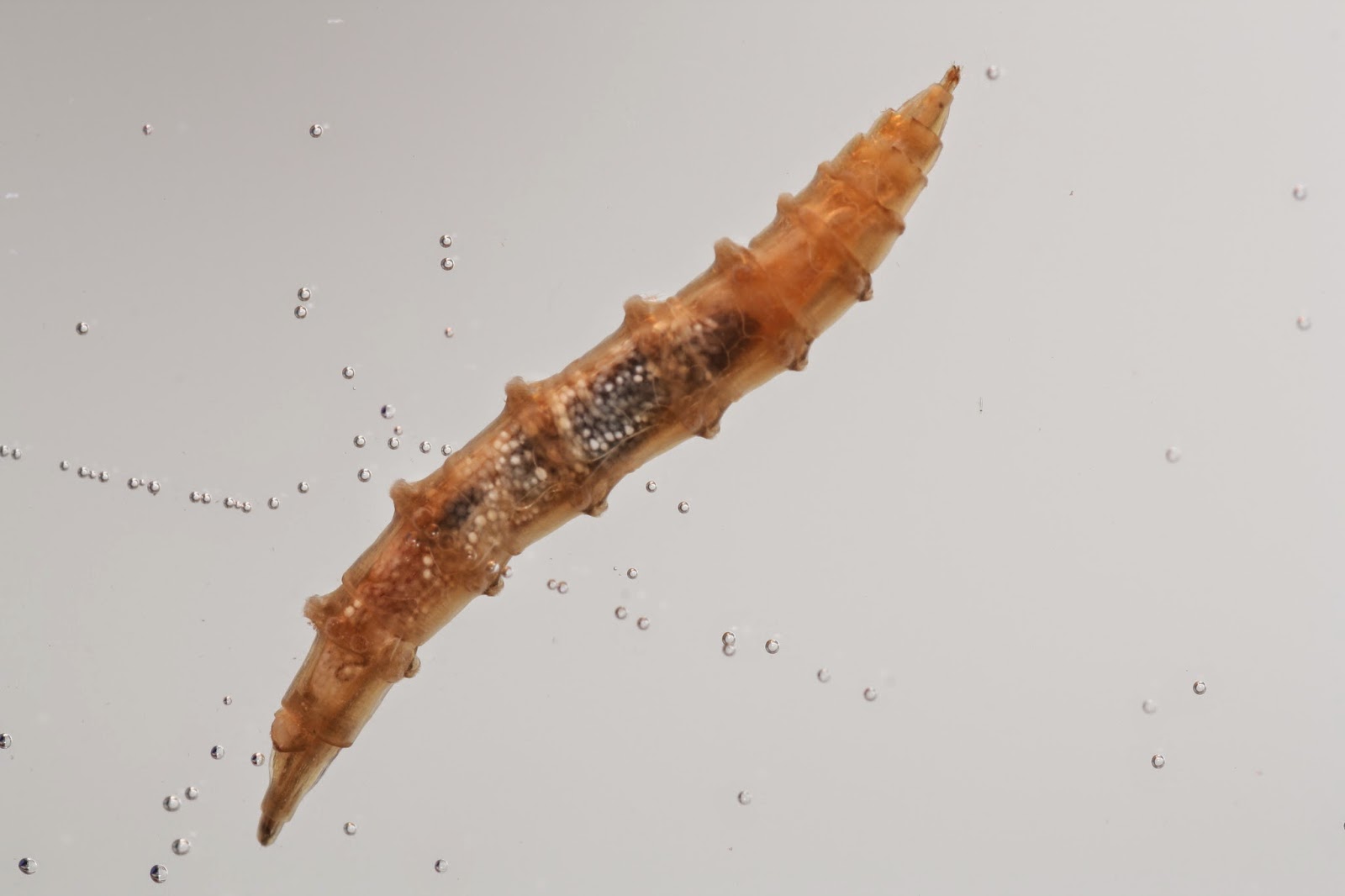 Salt marsh entomologist blog