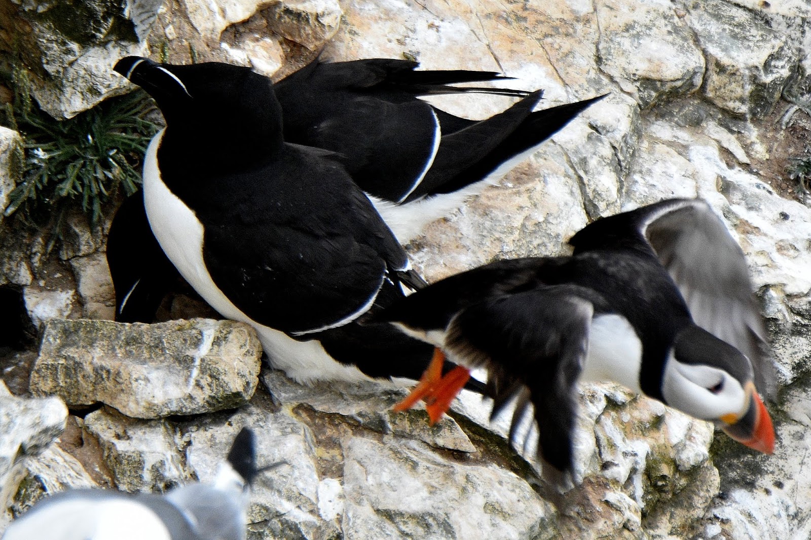 Birding with Flowers: End of Spring/Summer Term