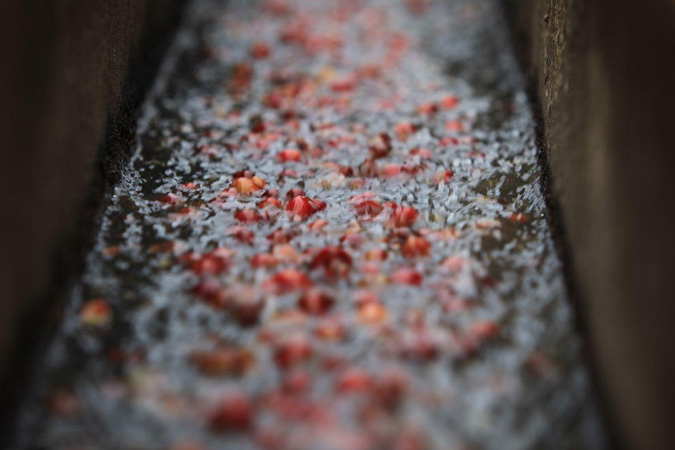 Pasca Panen Kopi Metode Basah (Washed Process) - Kopi Jelata