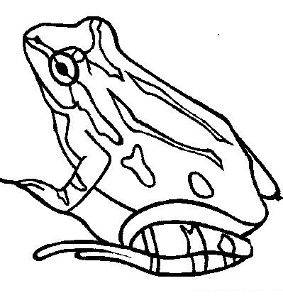 imagini broasca broaste broscuta fisa plansa ~ Desene Imagini de colorat