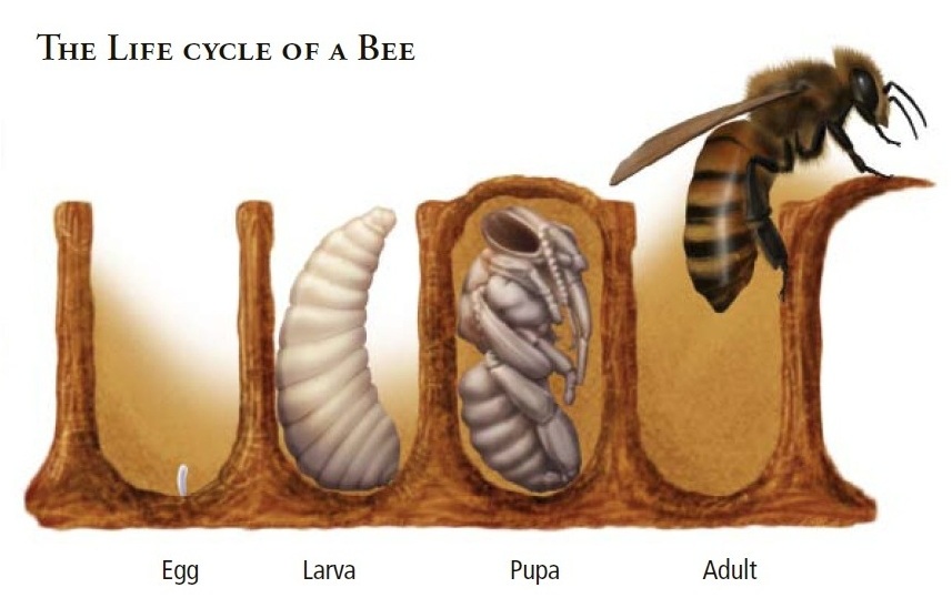 Queen Bee Life Cycle