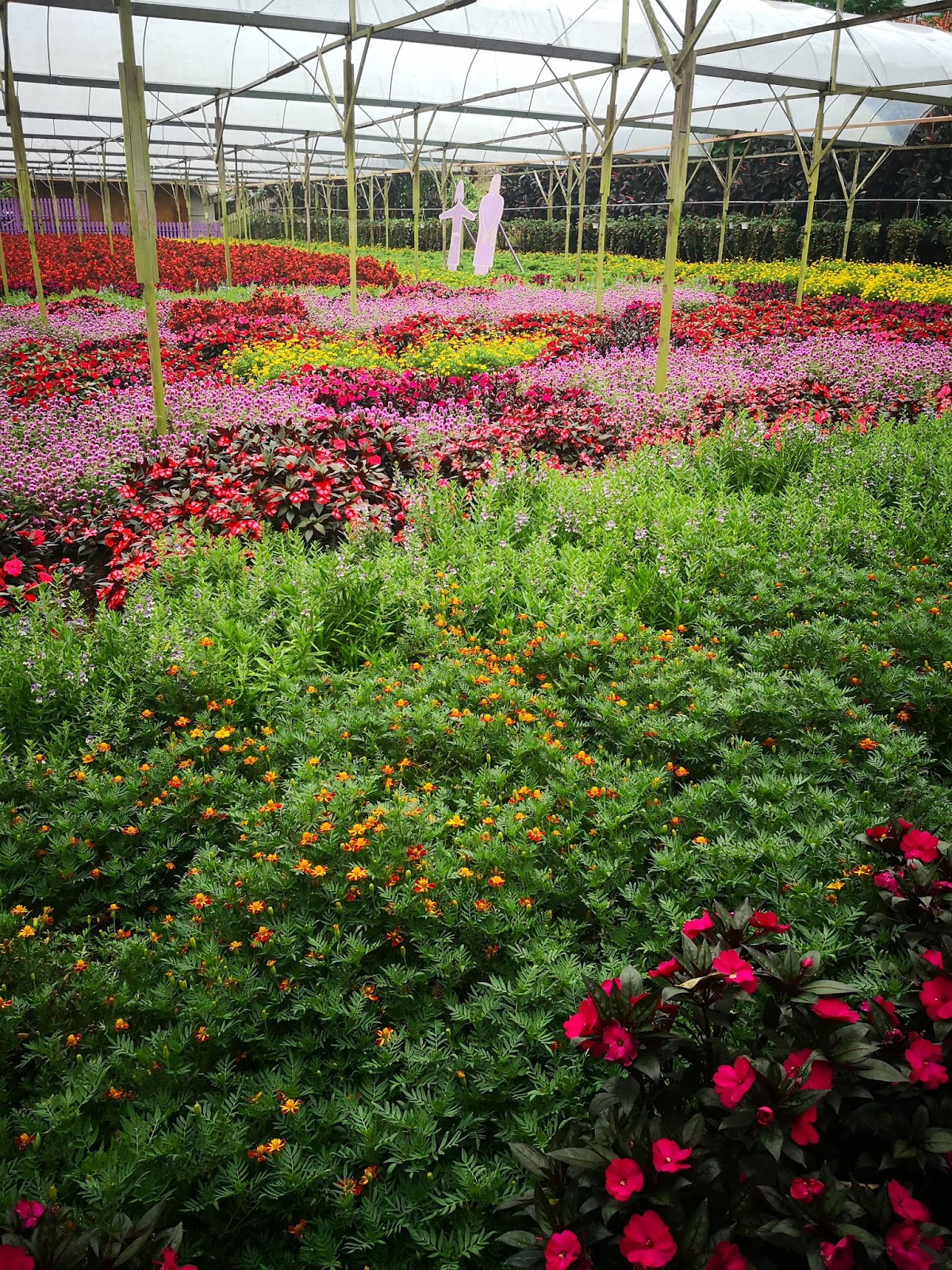 MINI CAMERON HIGHLANDS, GENTING HIGHLANDS - Hi5 the world