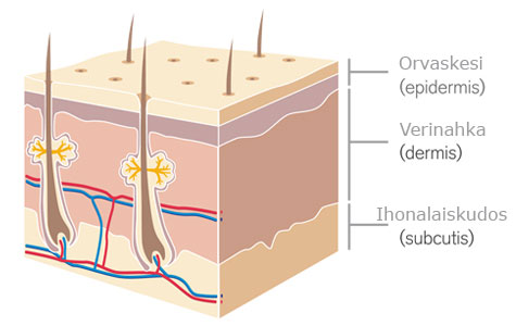 NOVIISISTA TUKKA TUNTIJAKSI: Iho ja sen rakenne