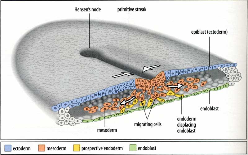 Pembelahan Pada Aves ~ Embriology of Birds