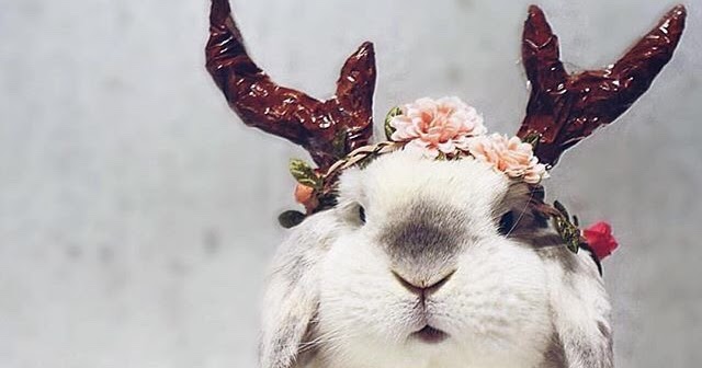 Rabbit With Antlers