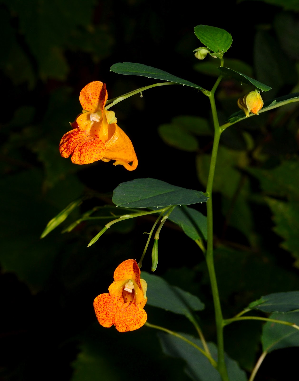 Get Your Botany On!: Spotted Touch-Me-Not