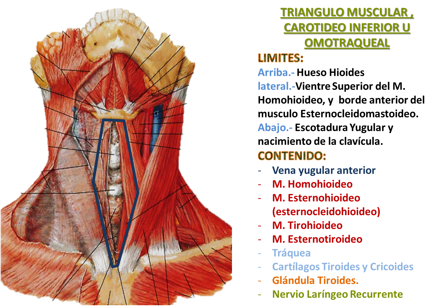 Triangulos del Cuello: triangulos del cuello