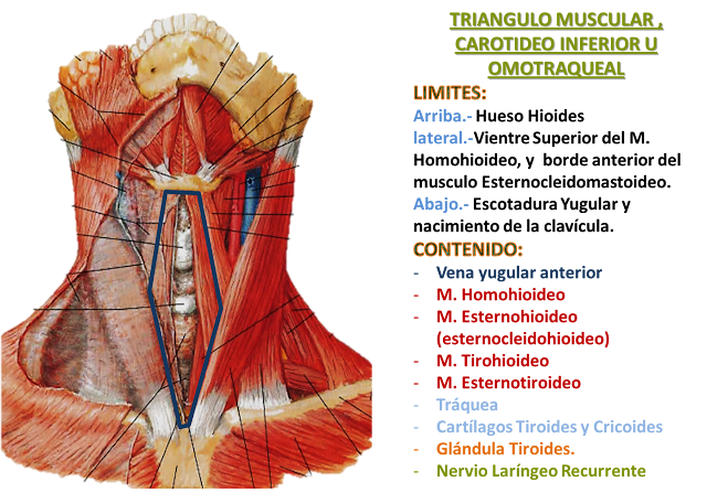 Triangulos del Cuello: triangulos del cuello
