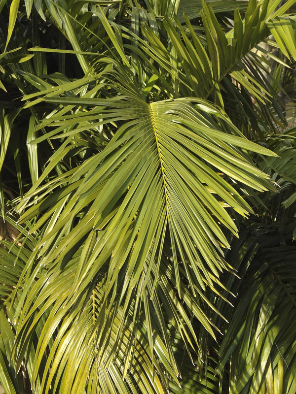 Flora ornamental, hortícola y medicinal.: Syagrus schizophylla ...