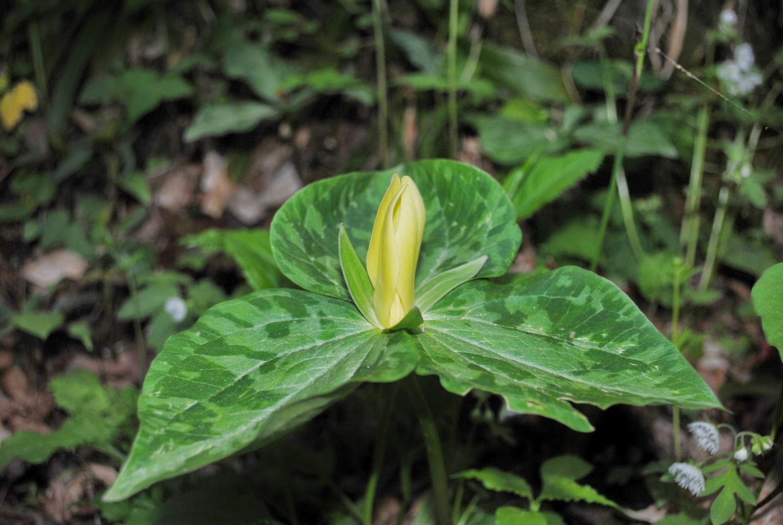 West Virginia Native Wildflowers-The Big Year, 2013: Smoky Mountain ...