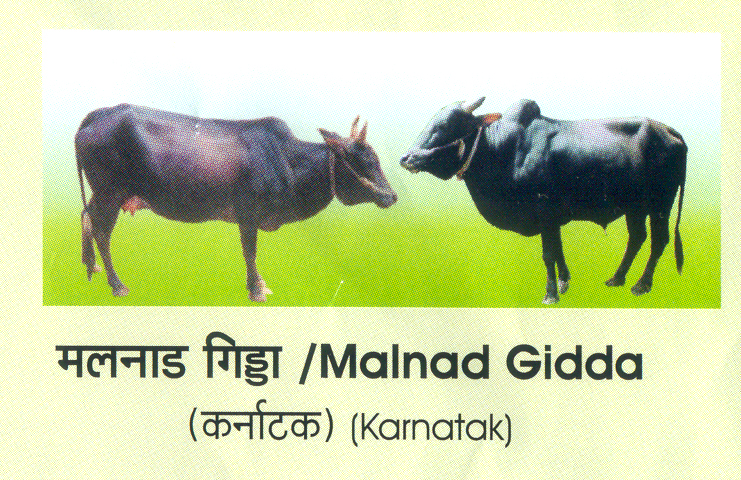 Indian Cow Breeds getting extinct