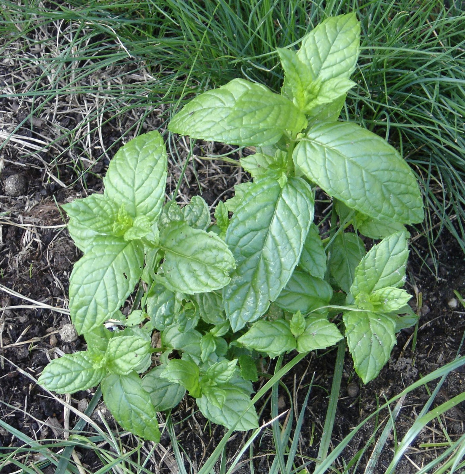 Variety of Life: Mentha