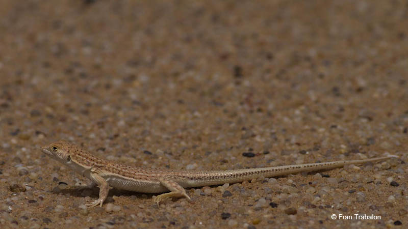 ZAGROS NATURE IMAGES: Western Sahara Lizards