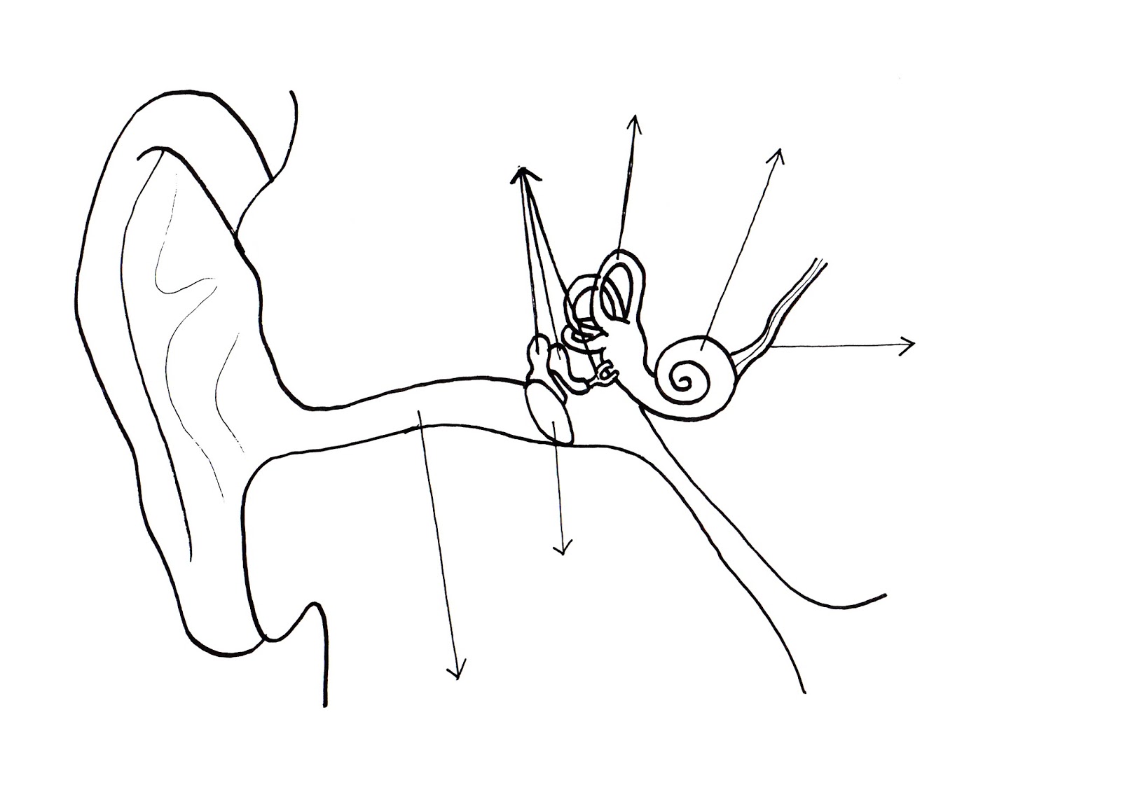 CEIP Antigua Science 5: Five senses: hearing