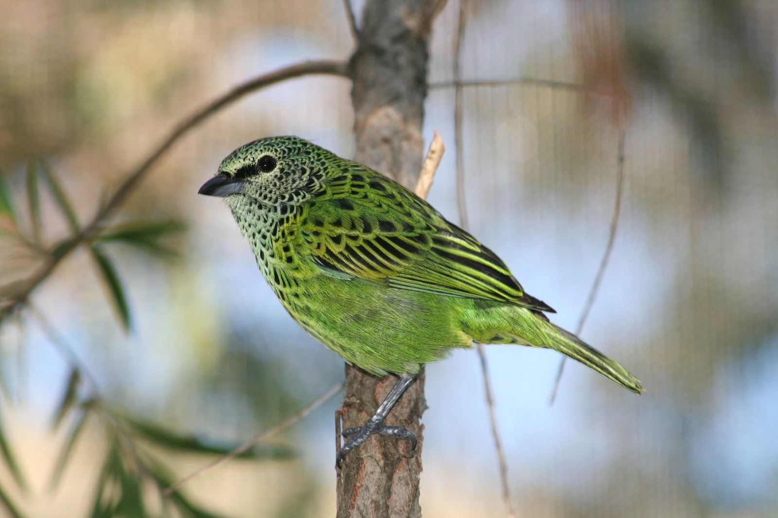 Brazilian Birds: Thraupidae (parte 7)