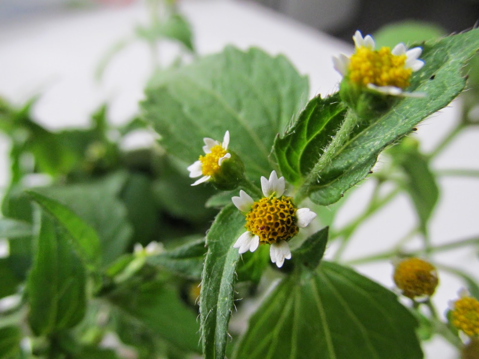 .: Guasca, ou Galinsoga: um ótimo tempero