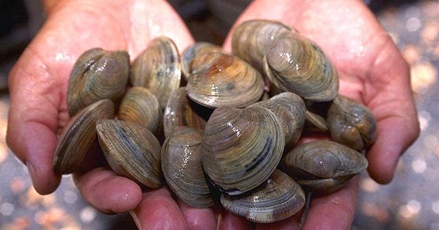 Kerang dan Kerang-kerangan |MyRokan