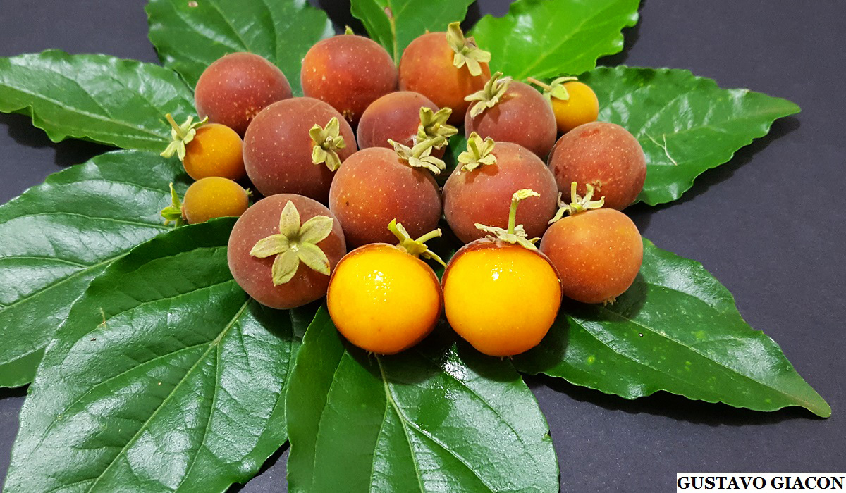 Viveiro Ciprest - Plantas Nativas e Exóticas: Dovialis Doce ou Sem ...