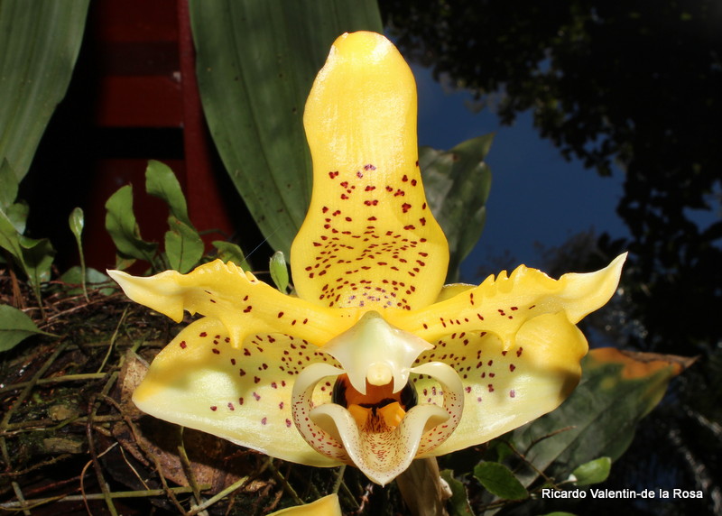 Ricardo's Blog, : Stanhopea wardii Lodd. ex Lindley 1838, blooming with ...