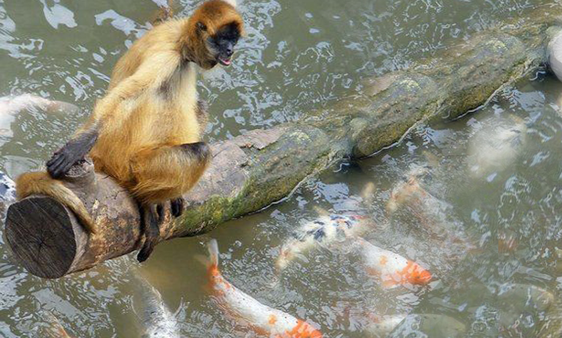 Conversas & Controversas: O MACACO E O PEIXE