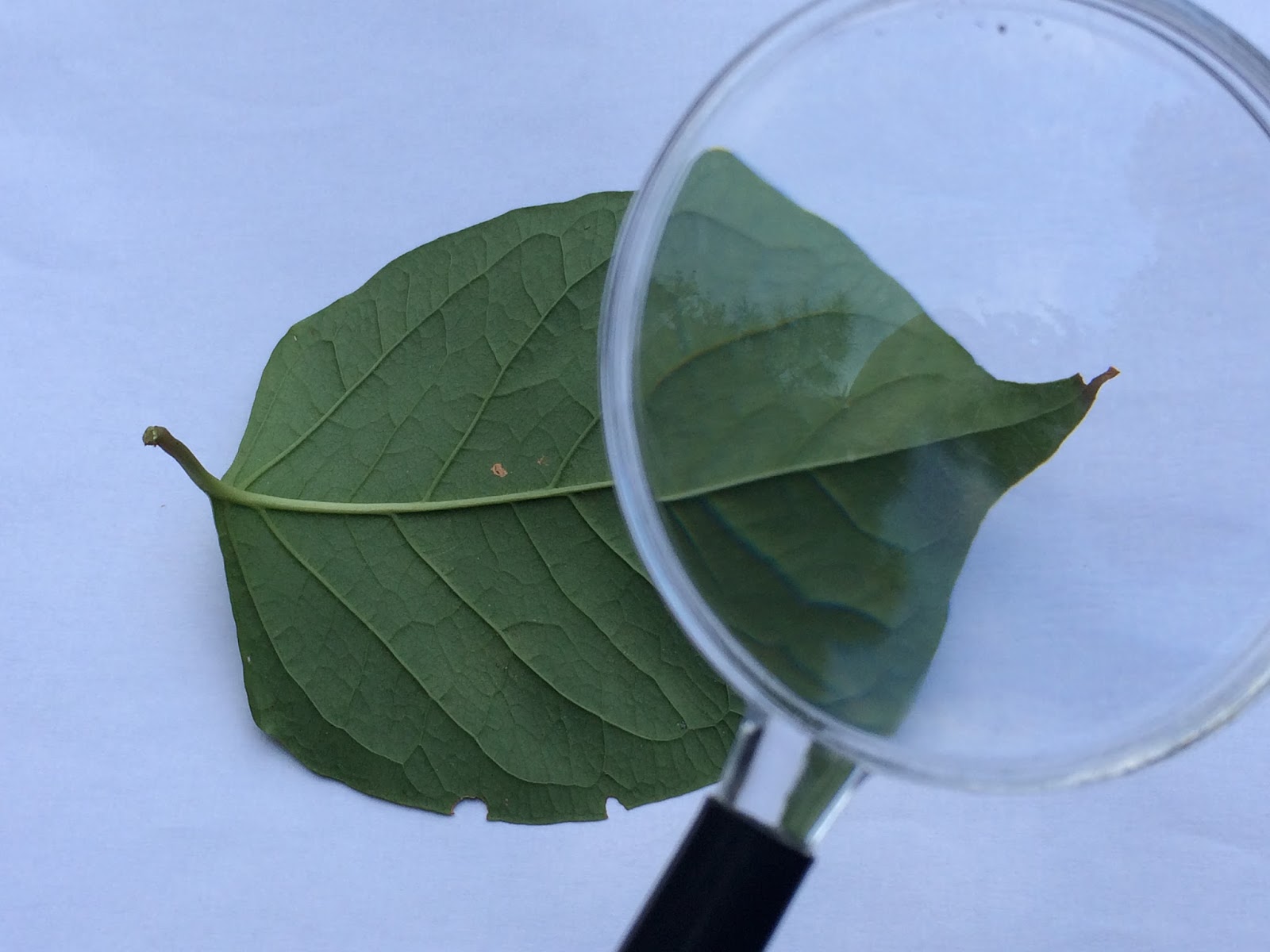 The Helpful Art Teacher: Drawing magnified leaves: Finding the details