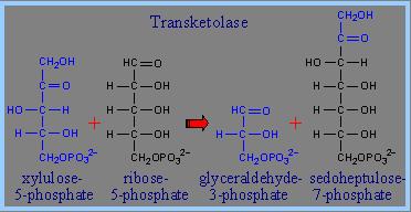bioquimica-textose links: METABOLISMO DOS GLUCIDOS