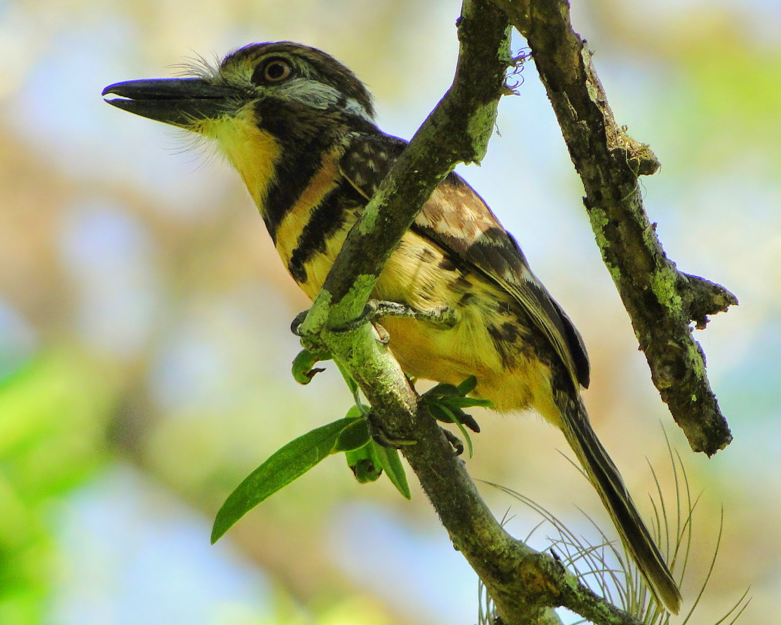 Aves de Venezuela con Historias