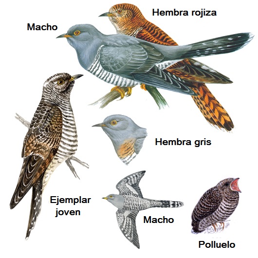 Rusia para hispanoparlantes: La kukushka