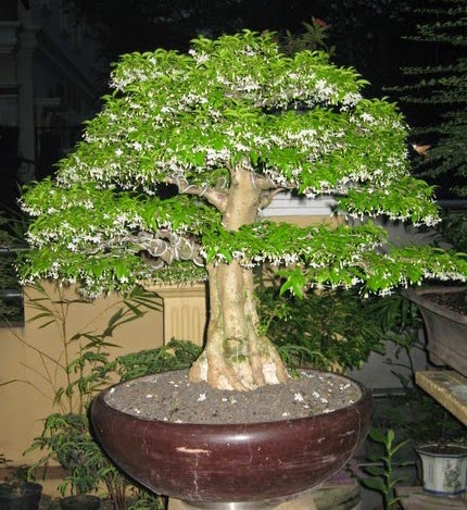 Cara Merawat Tanaman Dan Aneka Tanaman Hias: Merawat Bakalan Bonsai ...