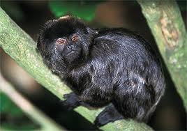 SOLYMONE BLOG: RARE LION TAMARIN MONKEY BORN IN U.K