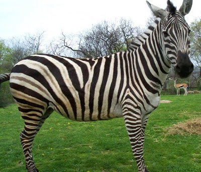 La Chachipedia: Las cebras. Equus