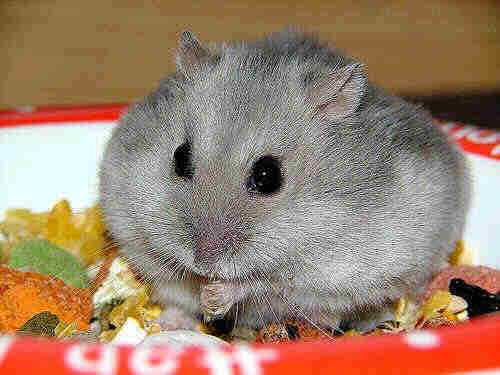 Hamster tiernos y lindos - Imagui
