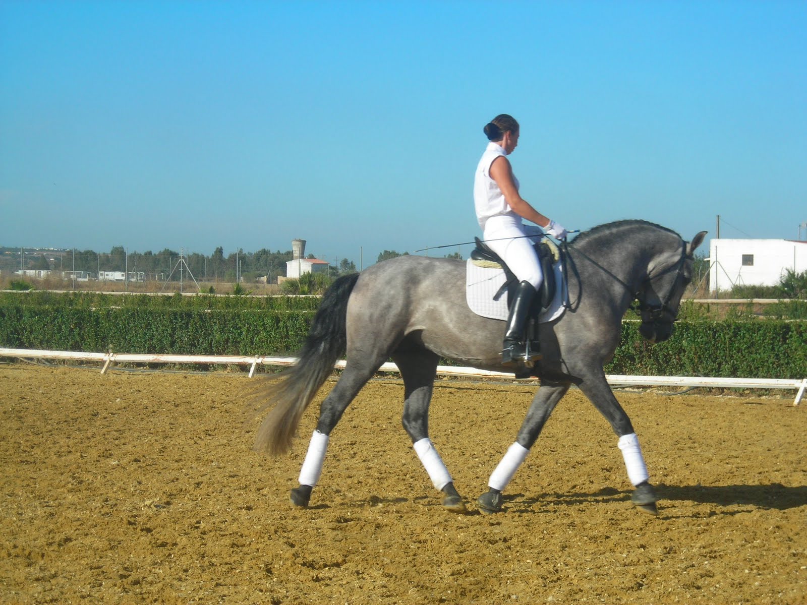 Pasion Ecuestre: Montar Potros - La espalda delante.