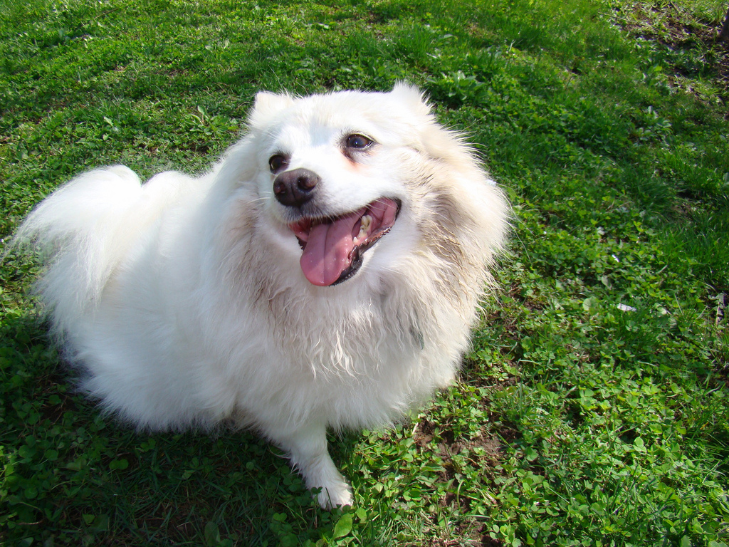 Pet~Pourri: Stinky Puppies