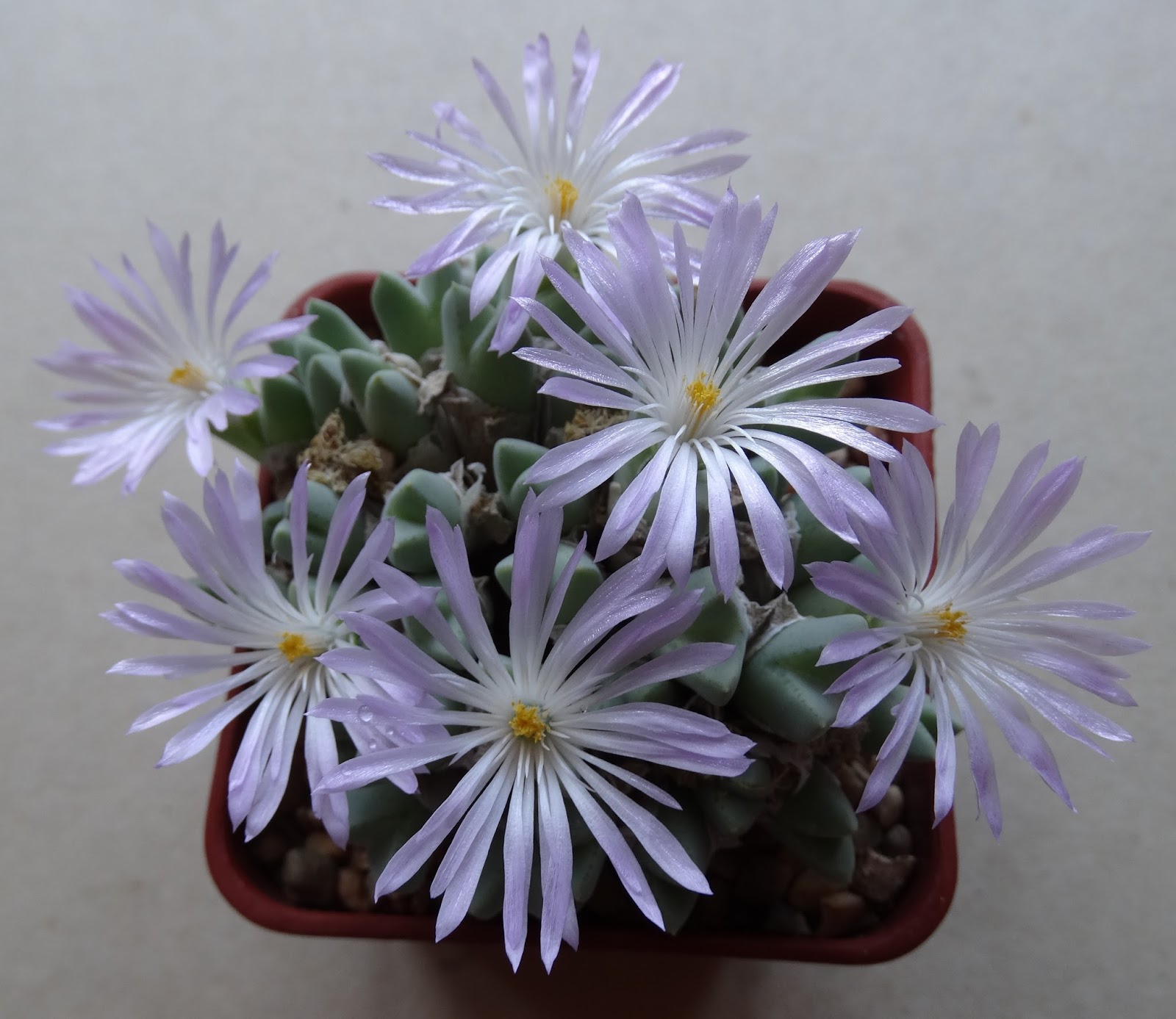 Succulent Sundae: CONOPHYTUM BLANDUM